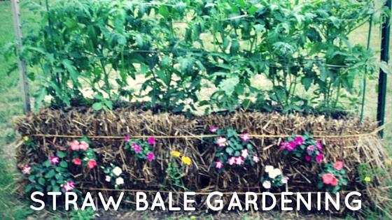 4 Things You Should Know About Straw Bale Gardening - The Culinary Exchange